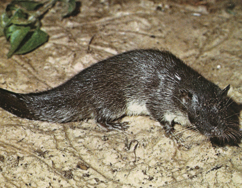 animales y plantas: LA MUSARAÑA ACUÁTICA GIGANTE