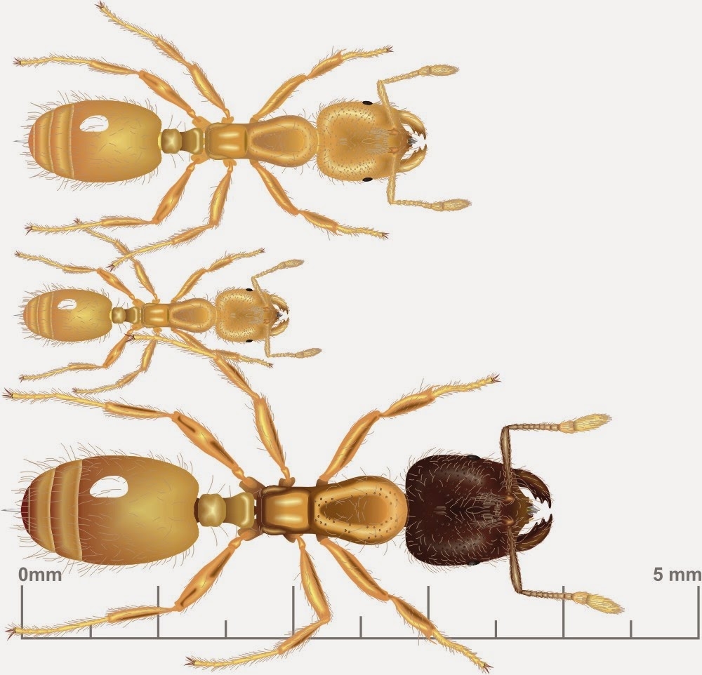 - Ants of Southern Africa -: Ants up to about 5 mm long