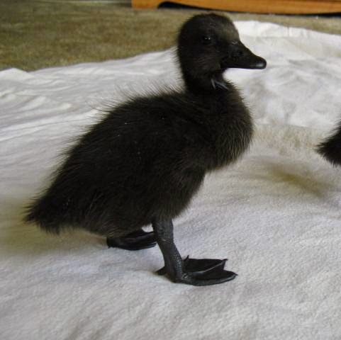 Animals World: April 2015