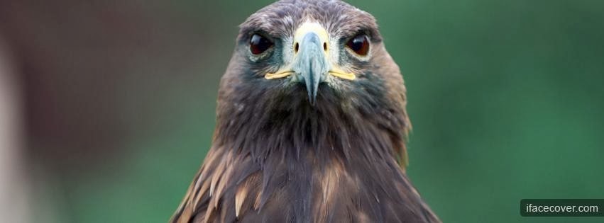 Quotes 33: 30+ Beautiful Cute Birds Facebook Cover Photos