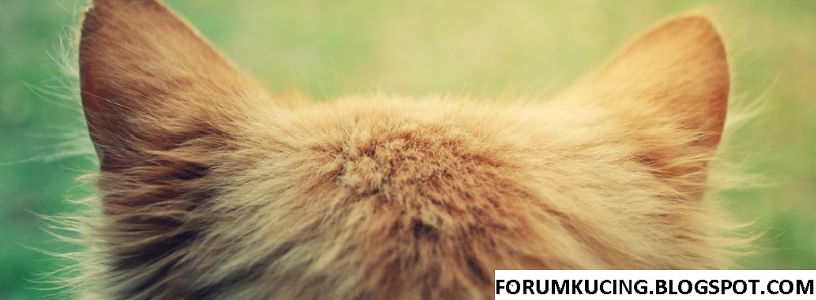 Cara Mengenal Telinga Kucing Bentuk ,Fungsi dan Penunjuk Emosi - KUCING ...