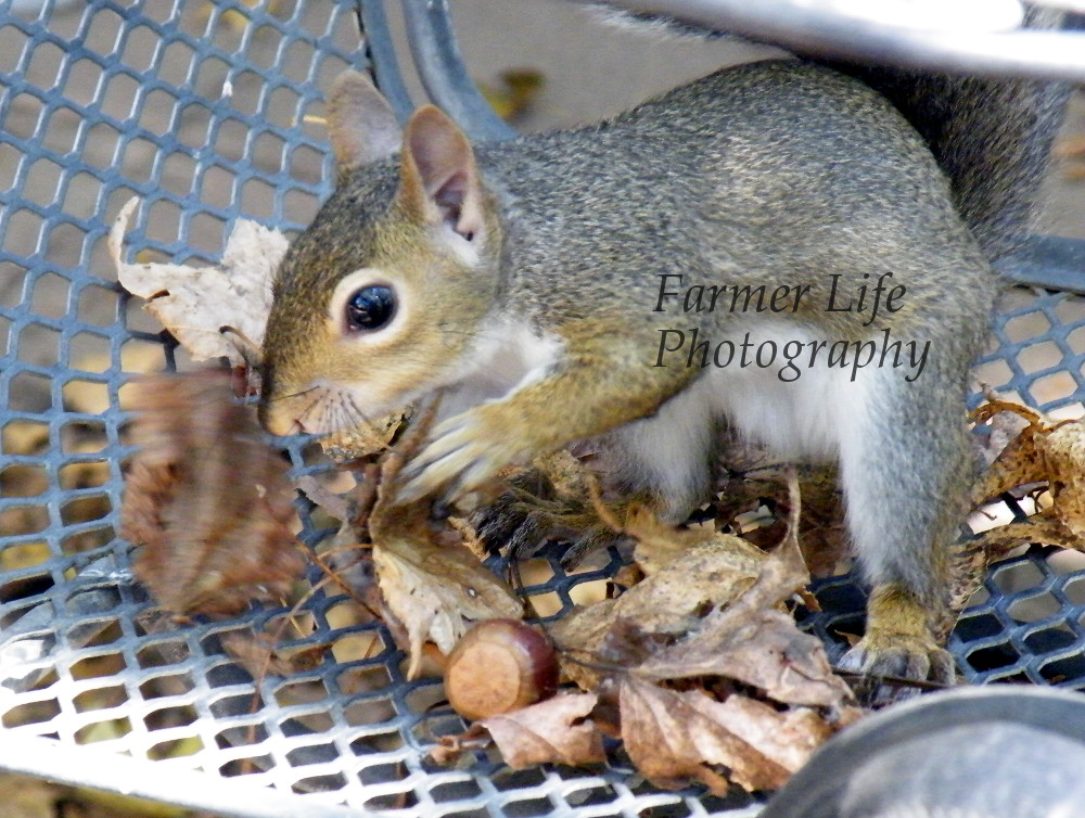 Living A Farmer's Life: Squirrel Spam 2!