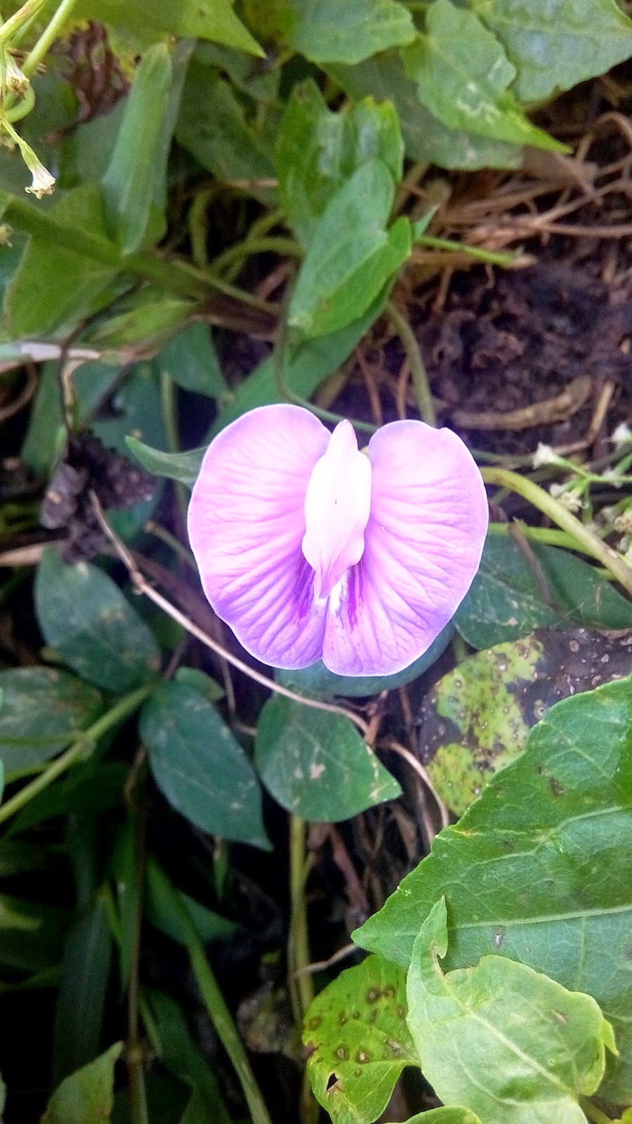 Lucky Pinoy: Zamboanga City