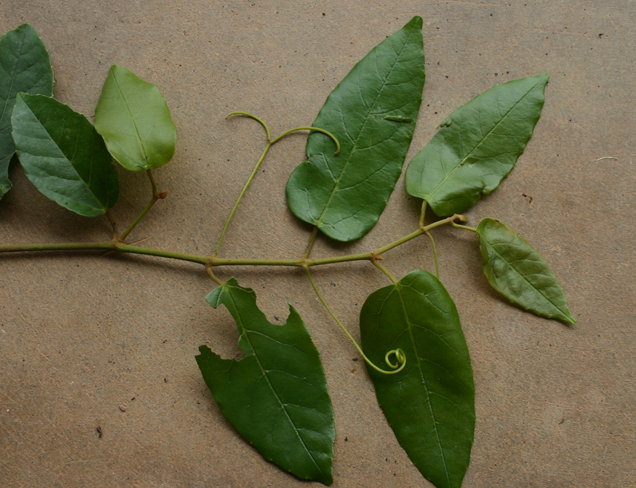 Toowoomba Plants: Kangaroo Vine