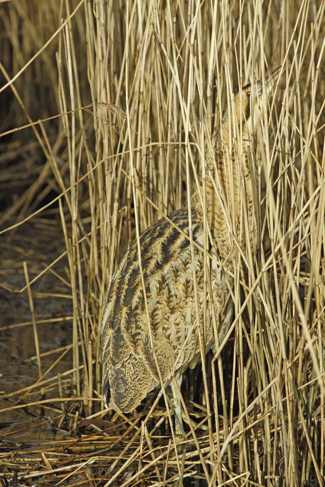 NatuurlijkNatuur: Roerdomp. [Botaurus stellaris]