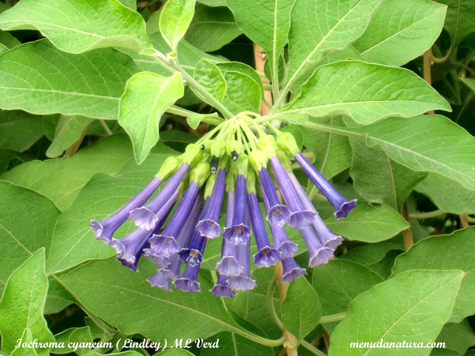 El Jardí de Menuda Natura: de desembre 2012