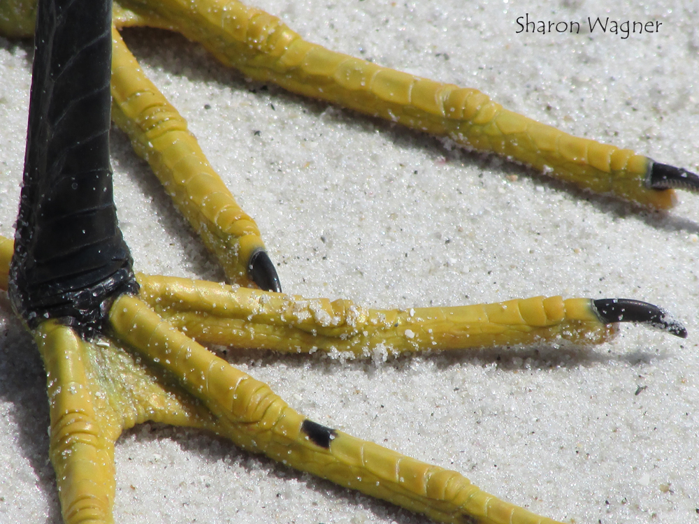 Sharon's Souvenirs: If I had bird feet...