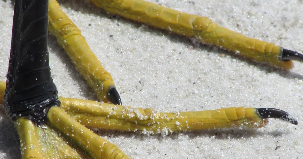 Sharon's Souvenirs: If I had bird feet...