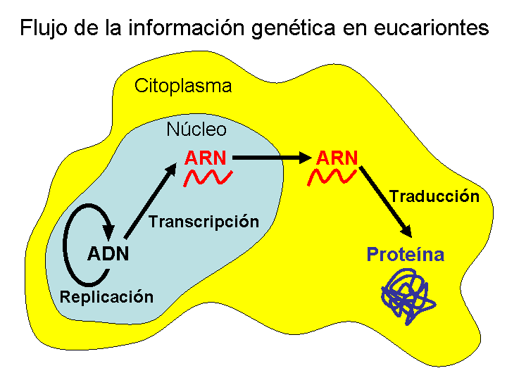 Biobloggeando: Expresión genética