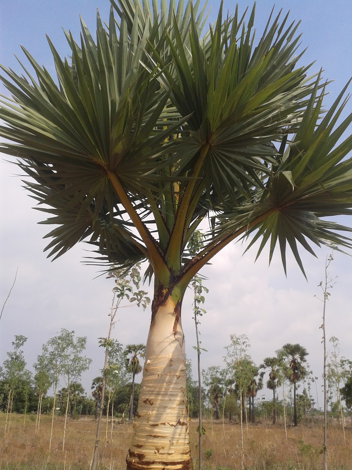 My Pictures Library : Palm Tree