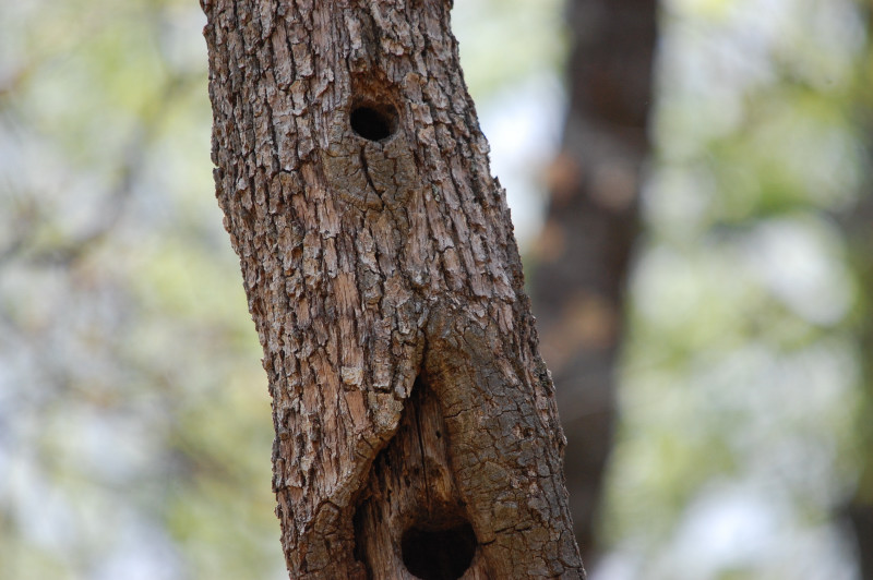 RioYeguas: El Pito Real (Picus viridis), relincho en el encinar.