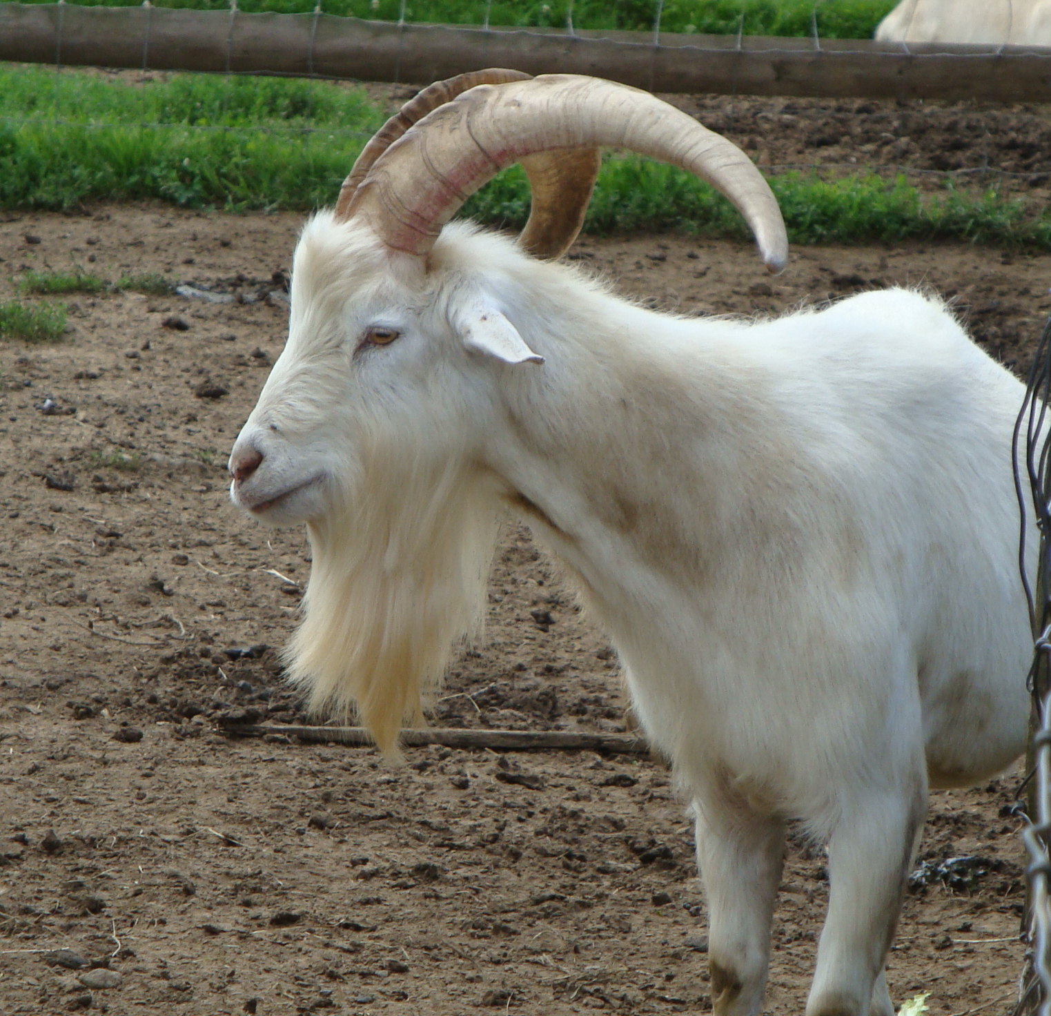 TEXTILE TROLLEY: The local Goat Walk!!!!!! What? You don't have one?