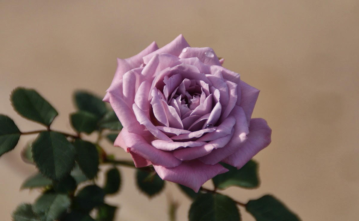 Organic Garden Dreams: February Roses