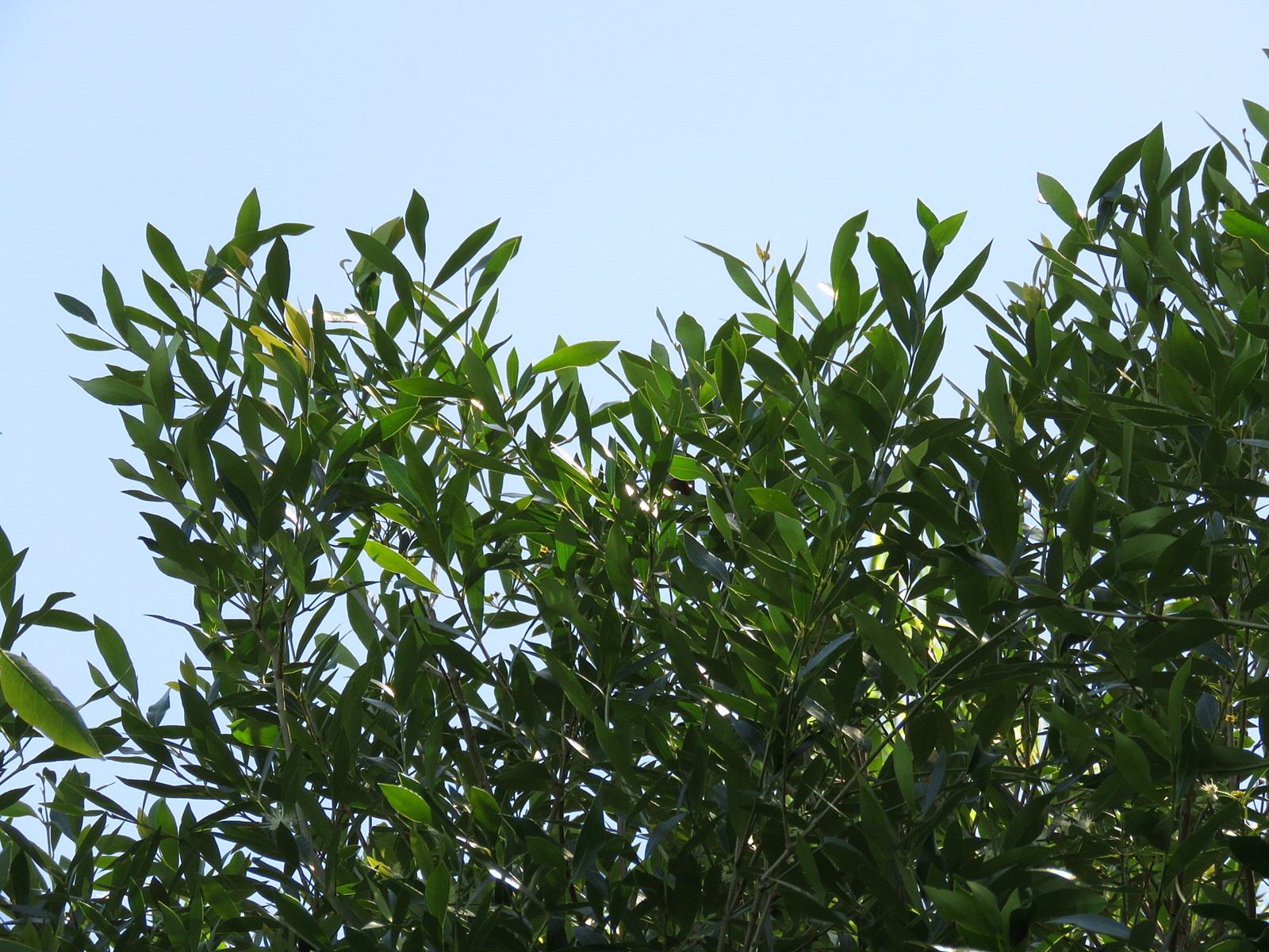 Flora Bonaerense: Murta (Myrceugenia glaucescens)