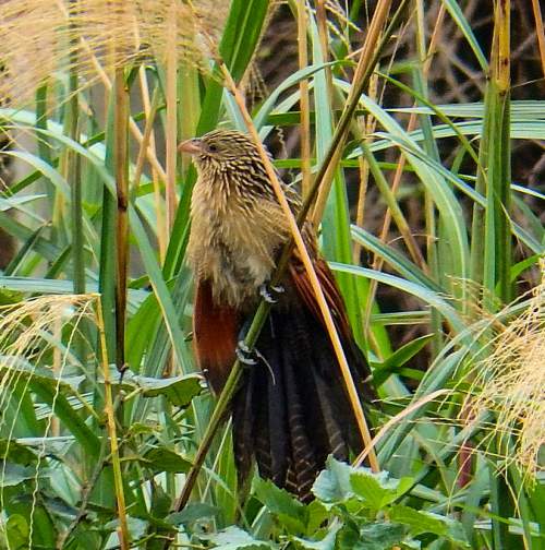 Lesser coucal | Birds of India | Bird World