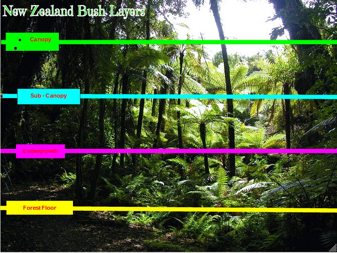Cameo: This is the New Zealand bush showing the layers