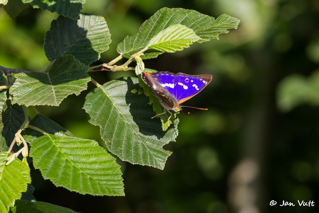 Jan Vutt fotogalerii: Liblikas, kes muudab värvi