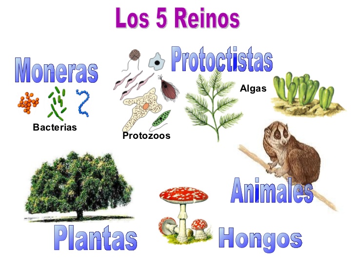 LOS CINCO REYNOS: LOS REINOS DE LA NATURALEZA
