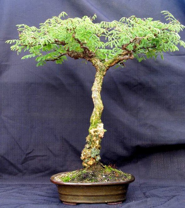 LENNARD'S BONSAI BEGINNINGS.: Acacia bonsai - Africa's pride!