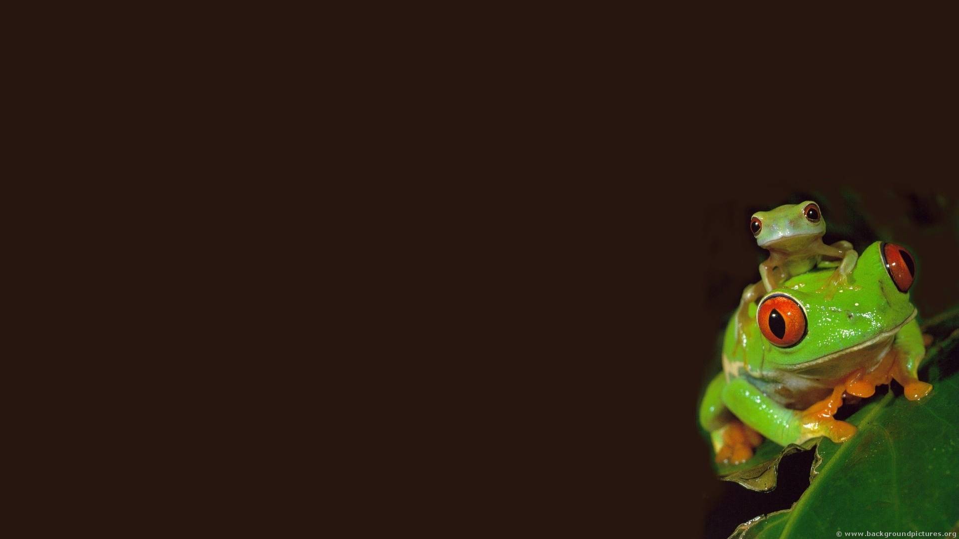 Frog HD Wallpapers