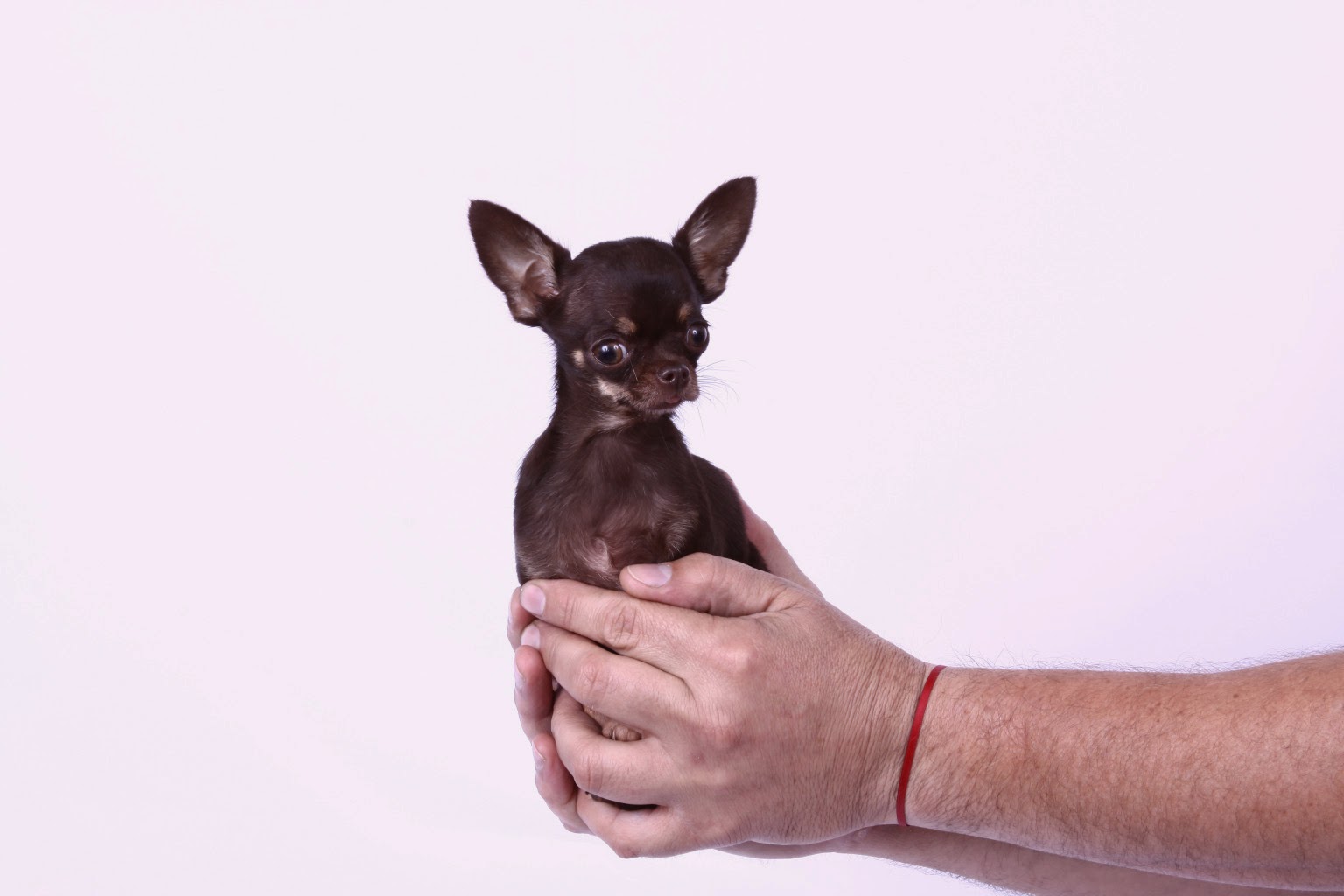 Gallerphot: chihuahua welpen nürnberg