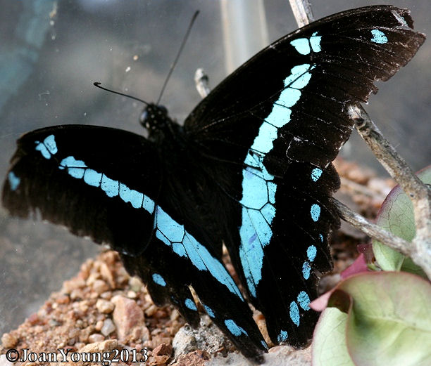 South African Photographs: Green-banded Swallowtail (Papilio nireus lyaeus)
