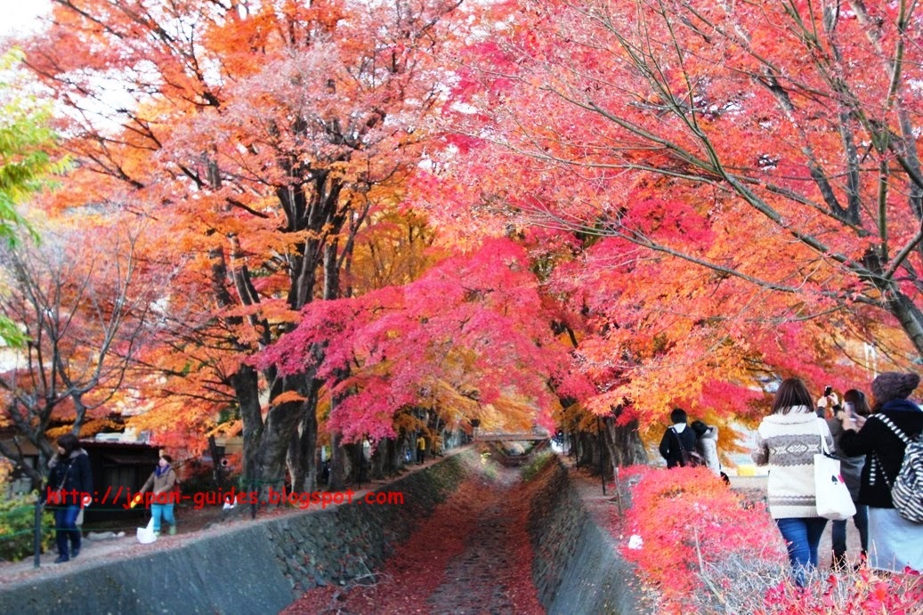 อุโมงค์ใบไม้แดง Momiji Kairo คาวากูจิโกะ - Maple Corridor