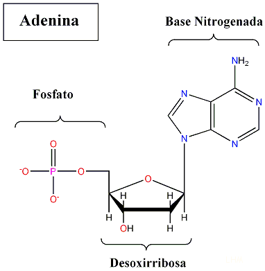 Ciencias del Mundo Contemporáneo: ADN, ácidos nucleicos.