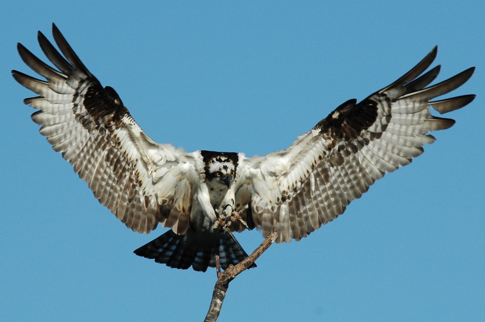 Osprey | The Life of Animals