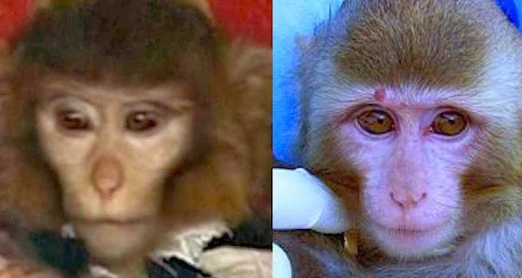 Iranian space monkey defects to Afghanistan