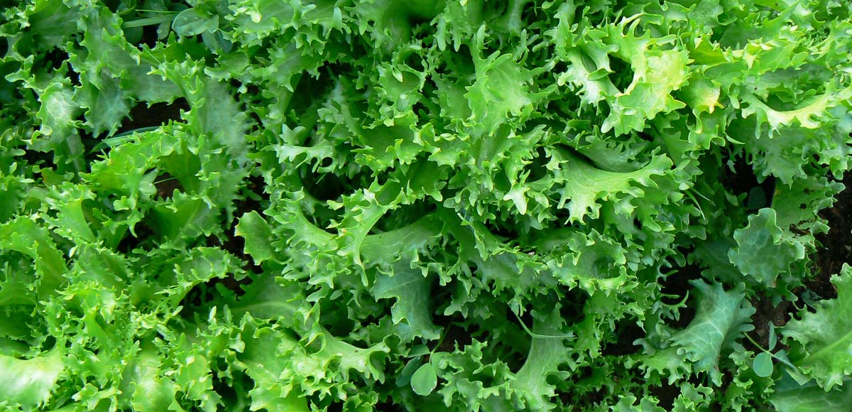 wcs: Salade frisée