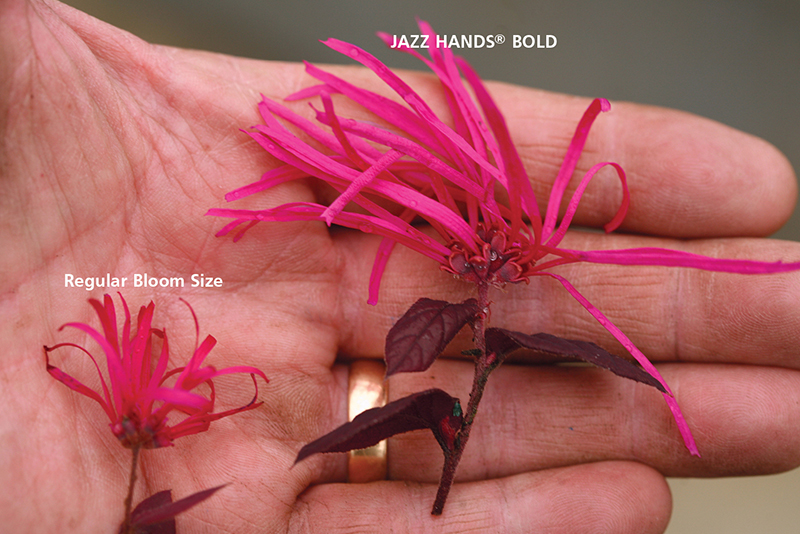 Proven Winners® ColorChoice® Plant of the Week: Plant of the Week: Jazz ...