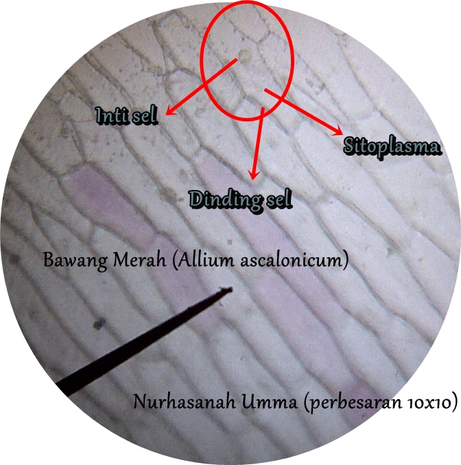 Umma Umeng: Trichome of Plant