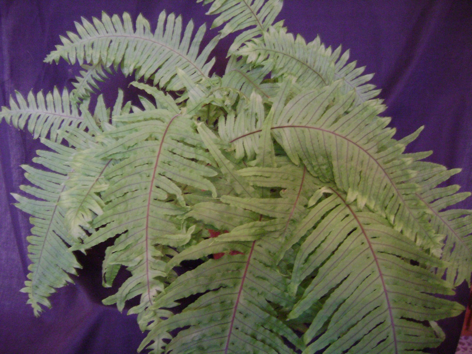 Houseplant Guru: Ferns with Feet