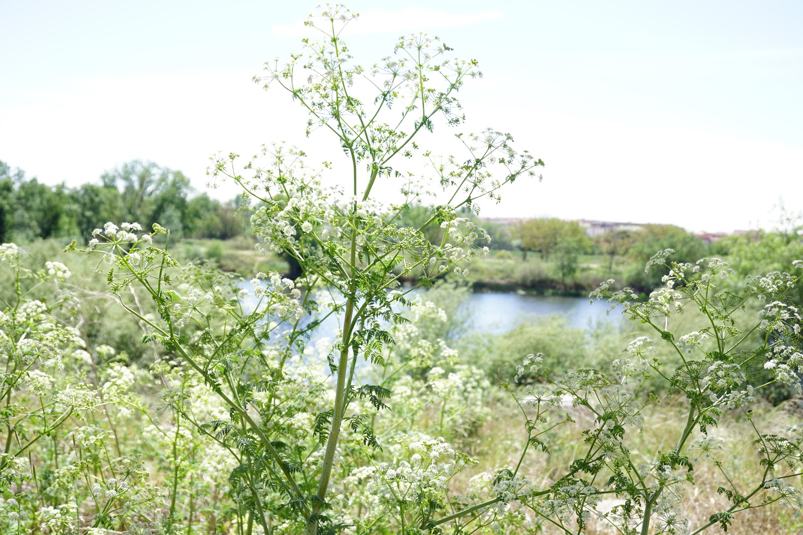 Plantas de Huerta Otea, Salamanca: Cicuta (Conium maculatum)