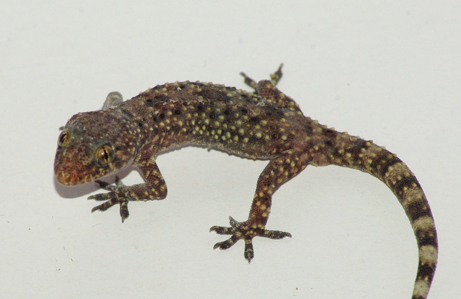 Birding Bros. Blog: Herps That Go Bump in the Night