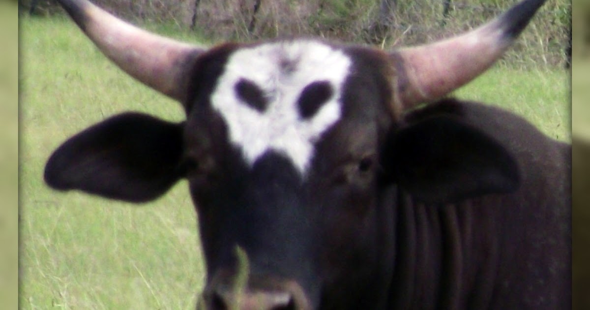 ALIEN COW