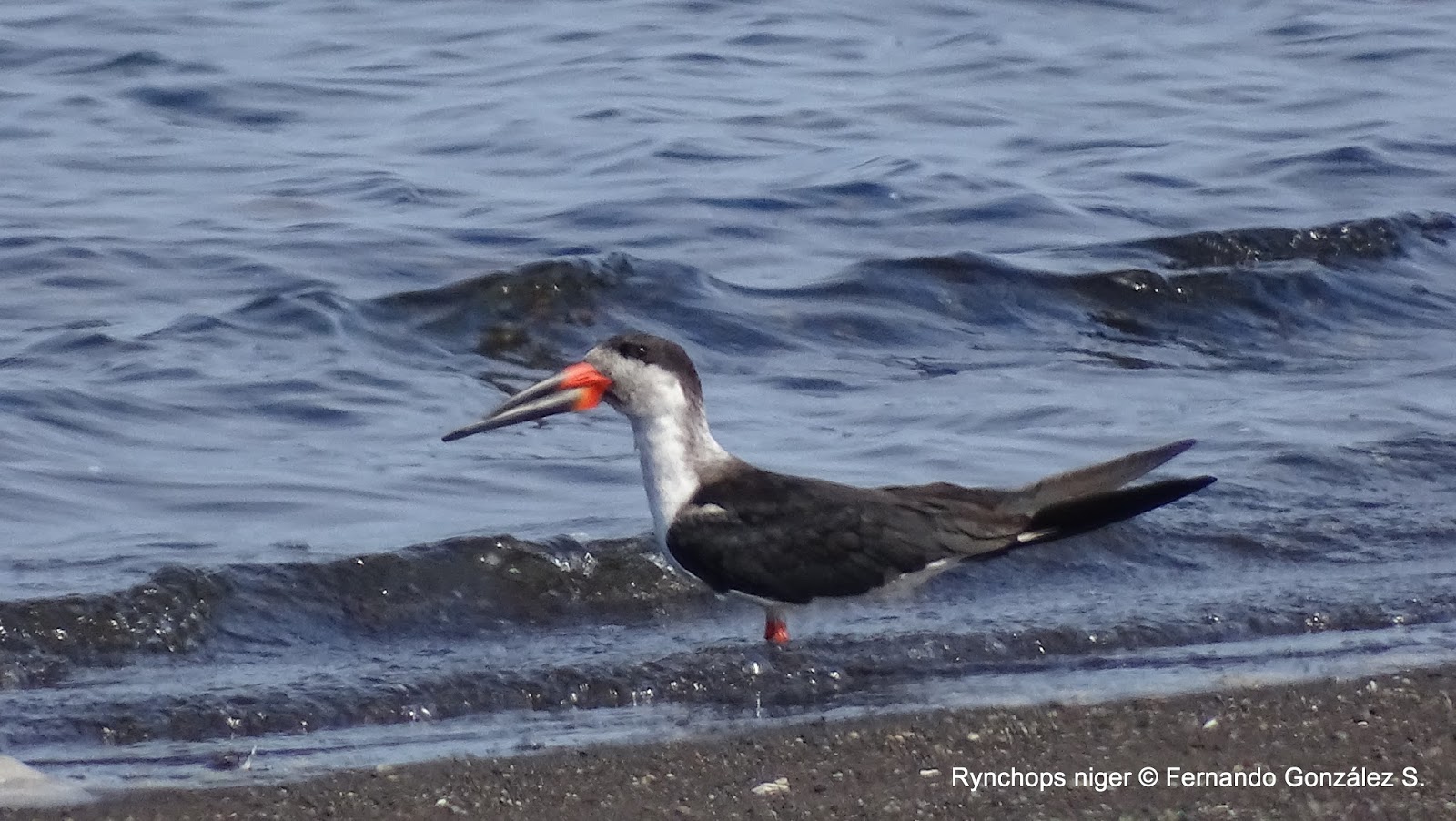Aves del Sur de Chile: Puerto Montt y alrededores: Rayador - Rynchops ...