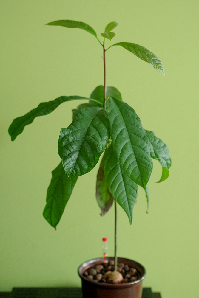 Awokado z pestki - i co dalej...? - Fikusy, storczyki, bonsai, draceny ...