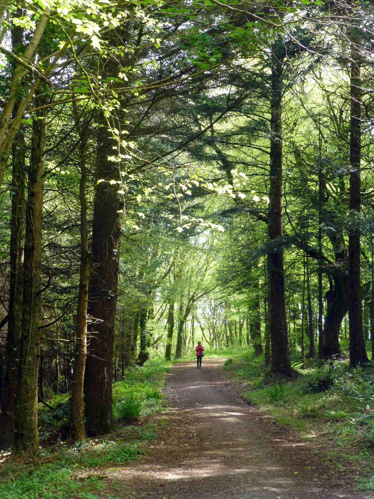 Castlefreke and Rathbarry. The Castles And The Wood