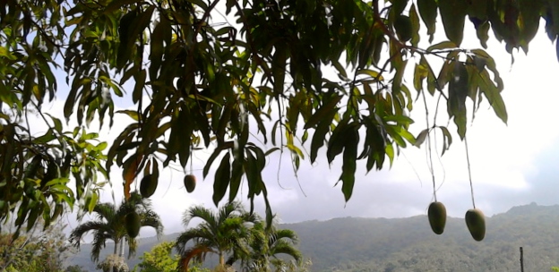 Mangifera Inidica-The Mango Wango! - Sunny Mountain Thoughts....