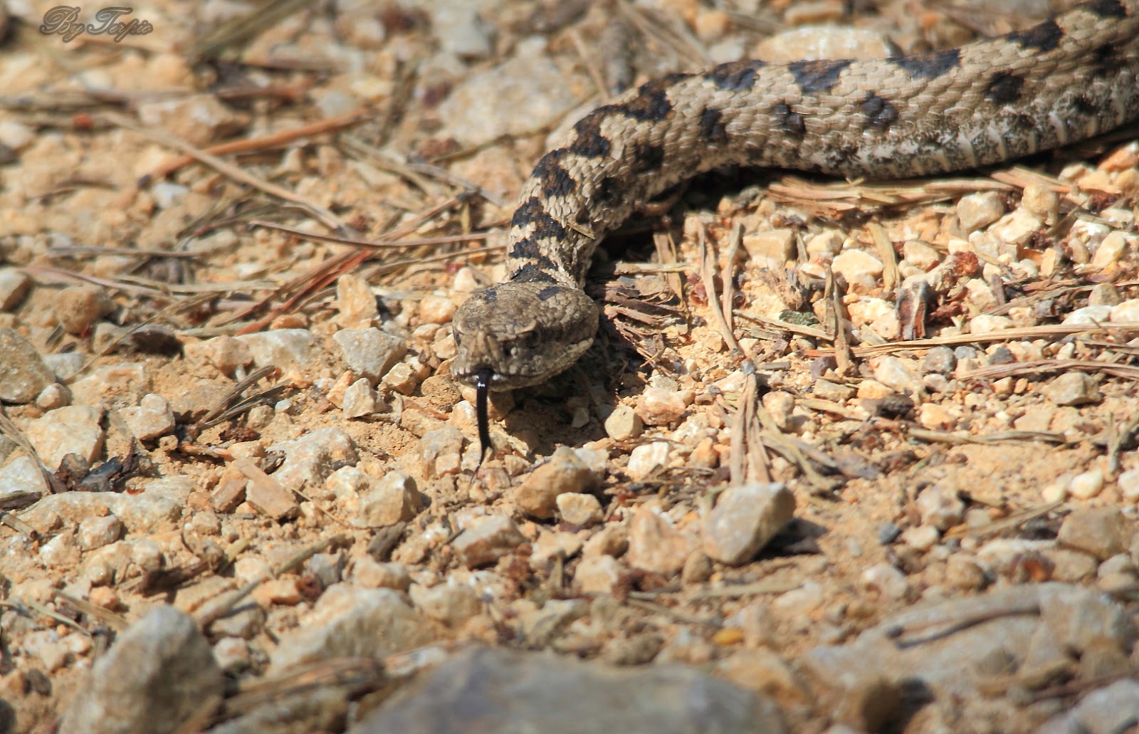 Viajes, Salidas, Naturaleza, (Fotografía).: Víbora Hocicuda (Vipera ...