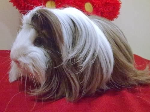 Mundo cuyo: Cuyos de todos los colores y todos los sabores