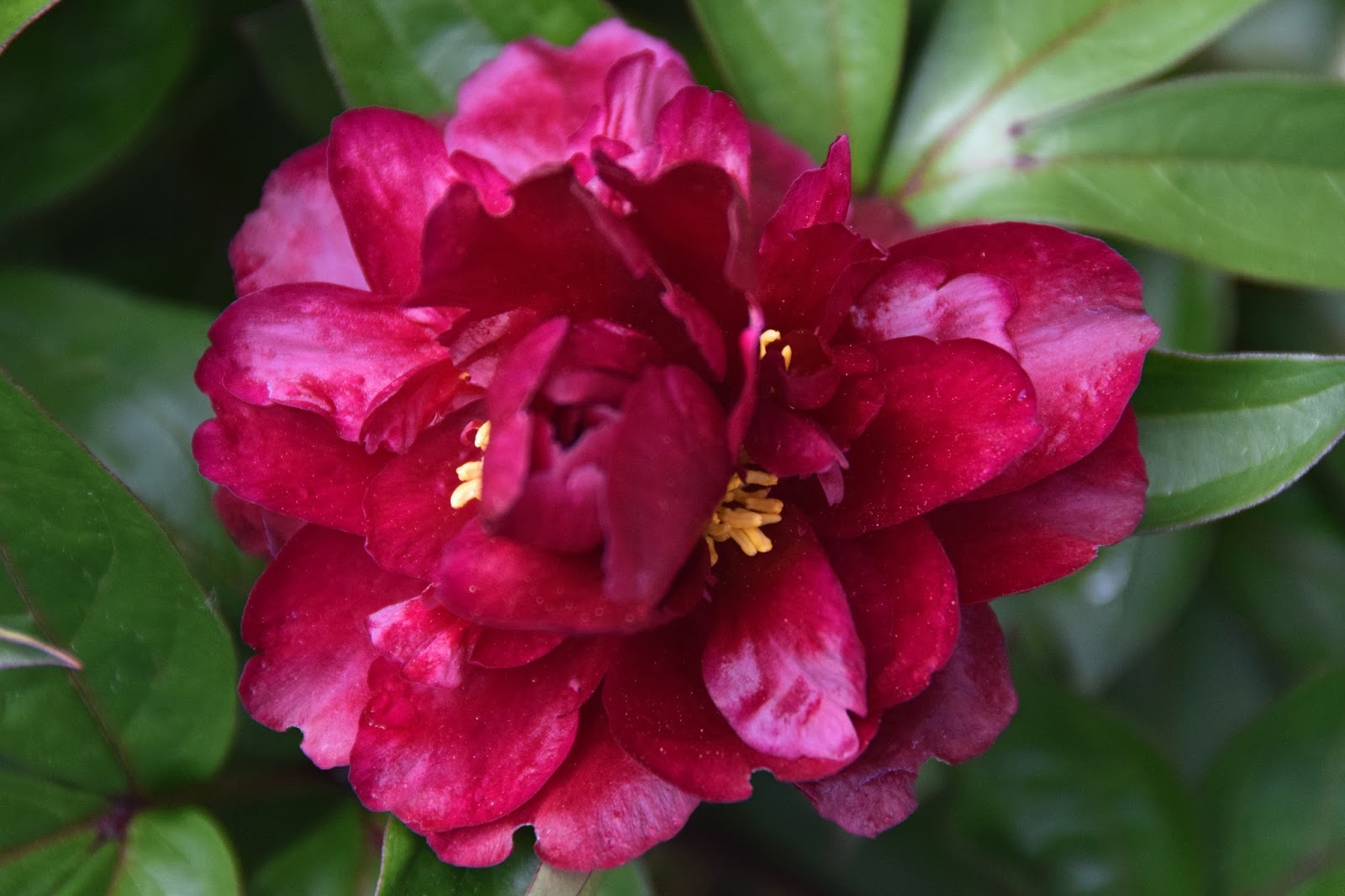 Southern Peony: 2017 Peony Blooms Week 1 Very Early