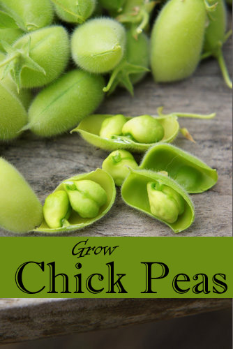 Tips On How to Grow Chickpeas, Garbanzo Beans - Everything About Garden Tips On How to Grow Chickpeas, Garbanzo Beans - Everything About Garden