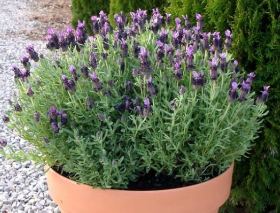 7 Bimë/Zbythës natural të Mushkonjave për të qëndruar larg Kimikateve ...