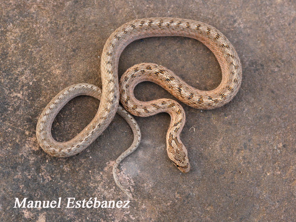 Miradas Cantábricas: Culebra lisa meridional (Coronella girondica) II