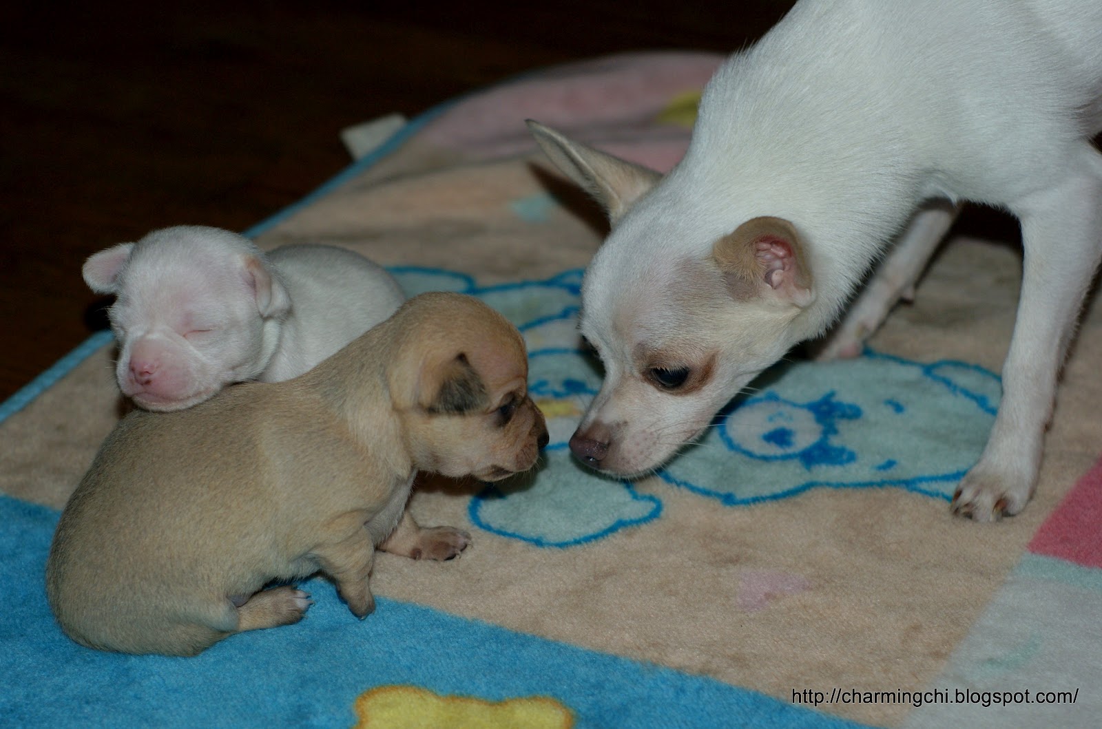 The Charming chi: Wordless Wednesday: Chihuahua puppy pics and a Bonus ...