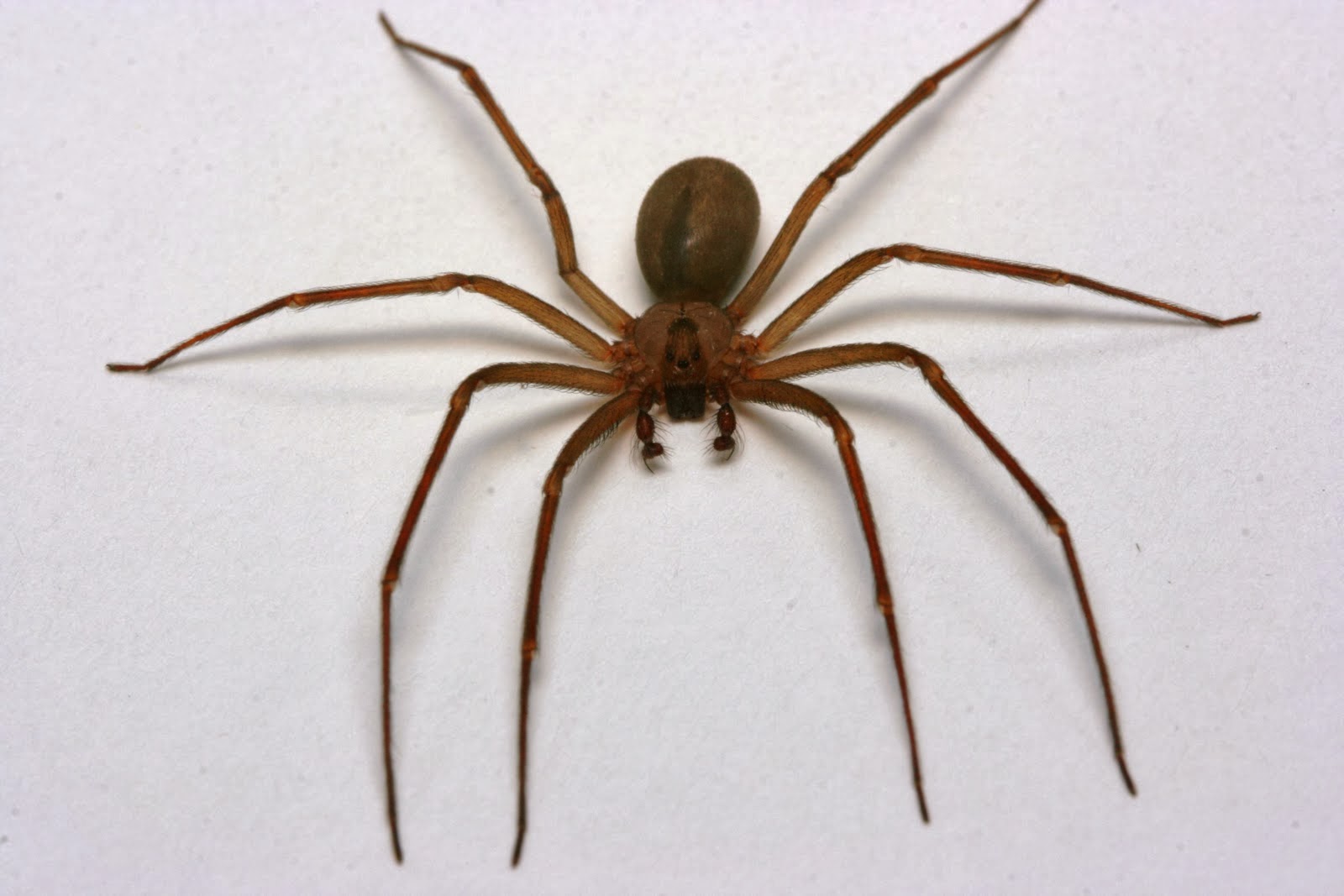 Heart of The Wilderness