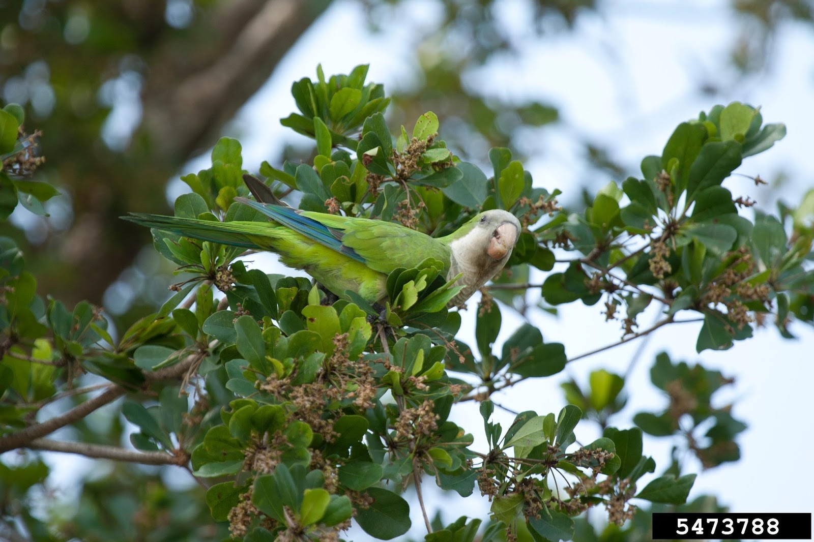 Center for Invasive Species and Ecosystem Health: Invasive monk ...